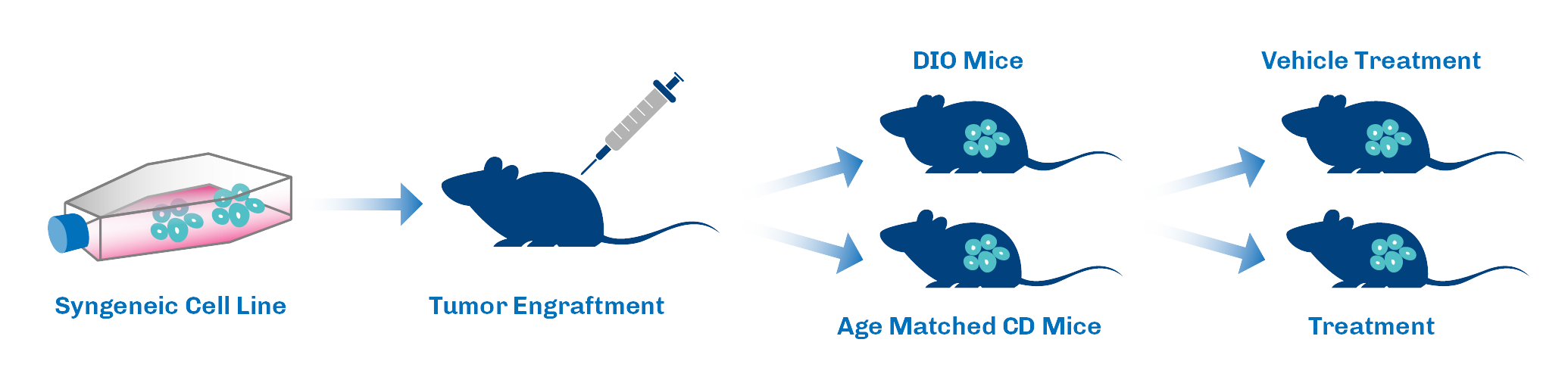 Diet Induced Obesity Model for Cancer Research - TD2 Precision Oncology