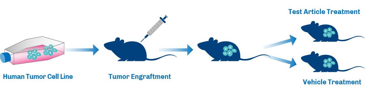 Advancing Oncology Research: Cell Line Derived Xenografts (CDX) for ... Advancing Oncology Research: Cell Line Derived Xenografts (CDX) for ...
