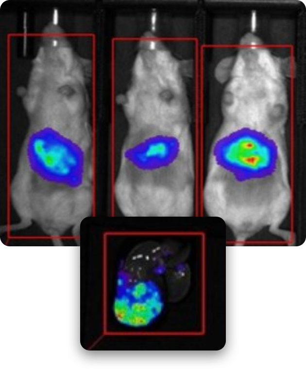 LP – Optical Imaging Services for Preclinical Evaluation - TD2 ...