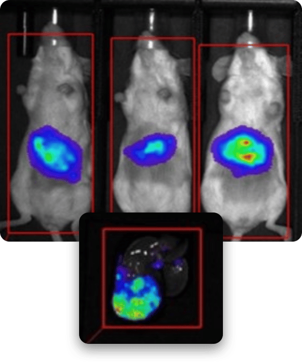 LP – Optical Imaging Services for Preclinical Evaluation - TD2 ...