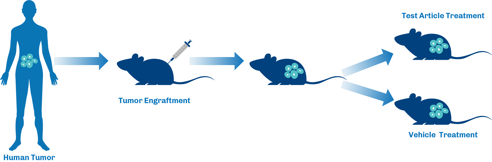 Patient Derived Xenograft (PDX) Models - TD2 Precision Oncology