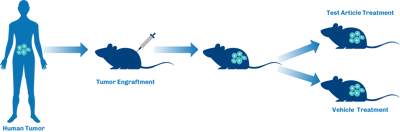 Patient Derived Xenograft (PDX) Models - TD2 Precision Oncology