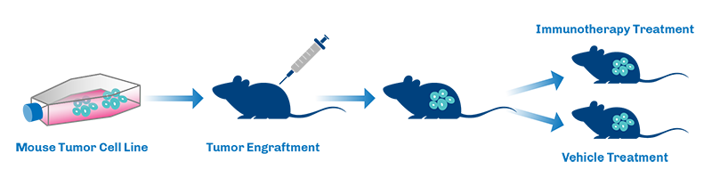 Advancing Immunotherapy Research: Syngeneic Tumor Models for ...
