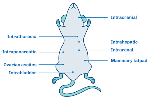 Intraperitoneal Injection Diagram